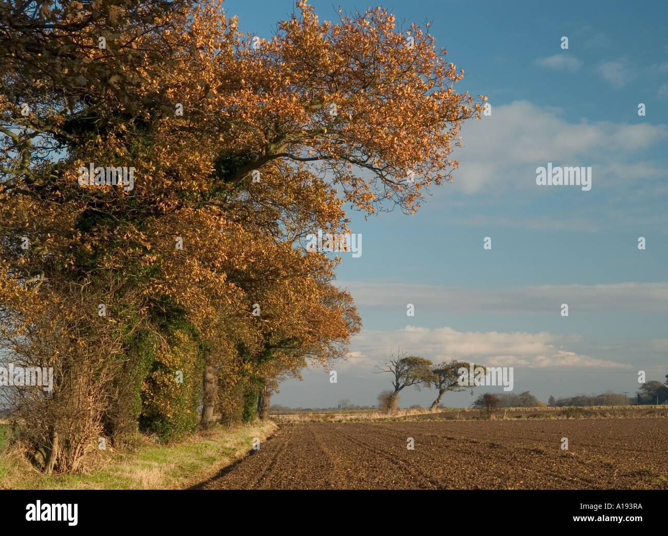 AUTUMN SCENE OF PLOGHED FIELD WITH TREES NEAR INGHAM, NORFOLK, EAST ...