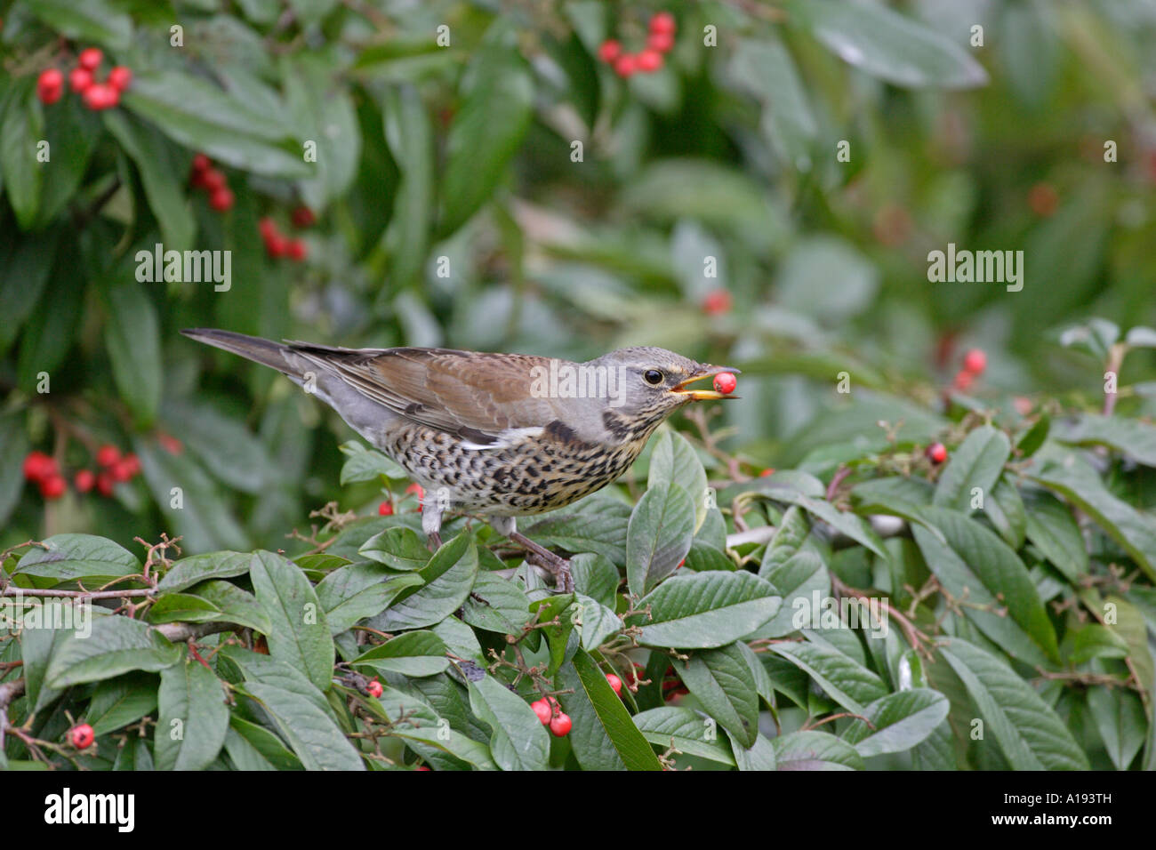 Fieldfare eating berries Stock Photo - Alamy