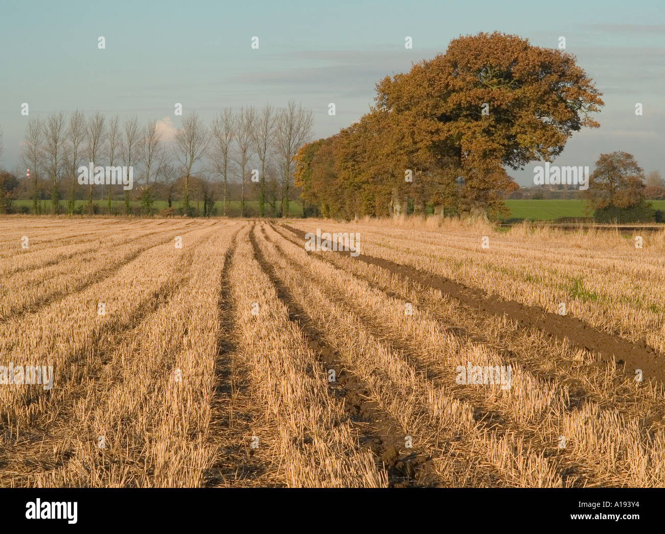 AUTUMN SCENE OF STUBBLE FIELD WITH TREES NEAR INGHAM, NORFOLK, EAST ...