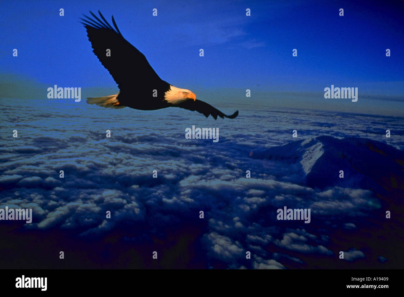 Eagle Flying Over Clouds