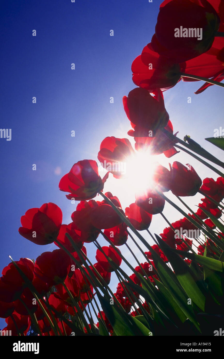 Red tulips against blue sky with bright sunburst Stock Photo - Alamy