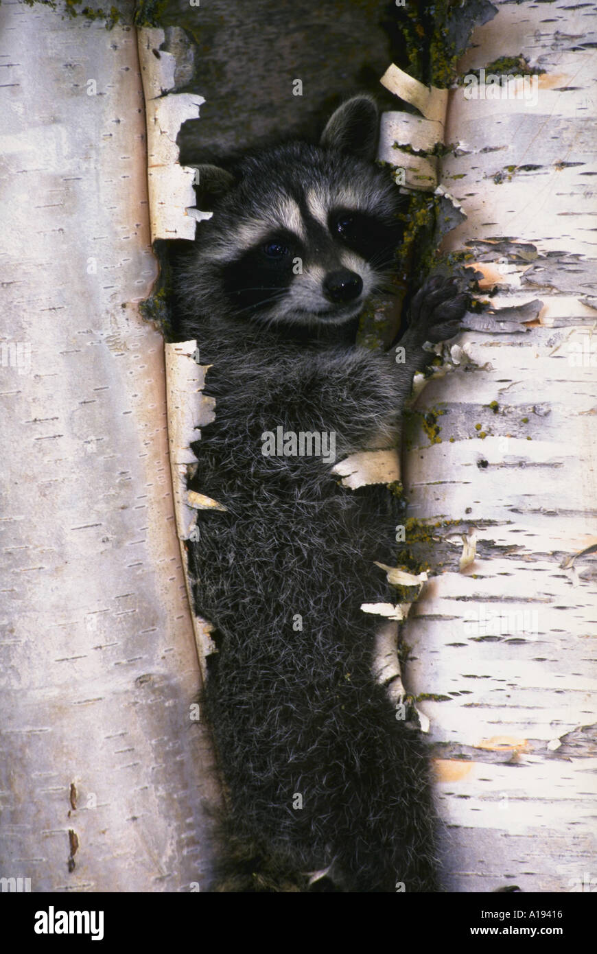 Baby raccoon in tree hi-res stock photography and images - Alamy