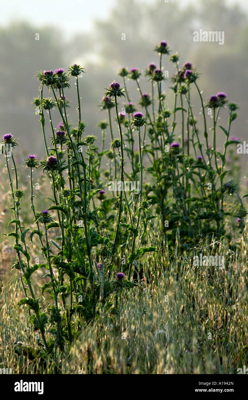 Large thistles hi-res stock photography and images - Alamy