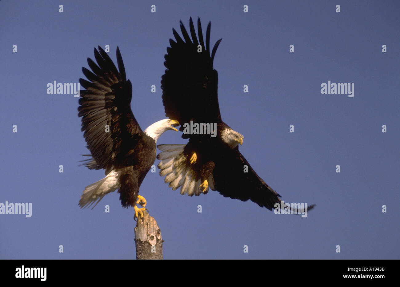 Two bald eagles in flight hi-res stock photography and images - Alamy