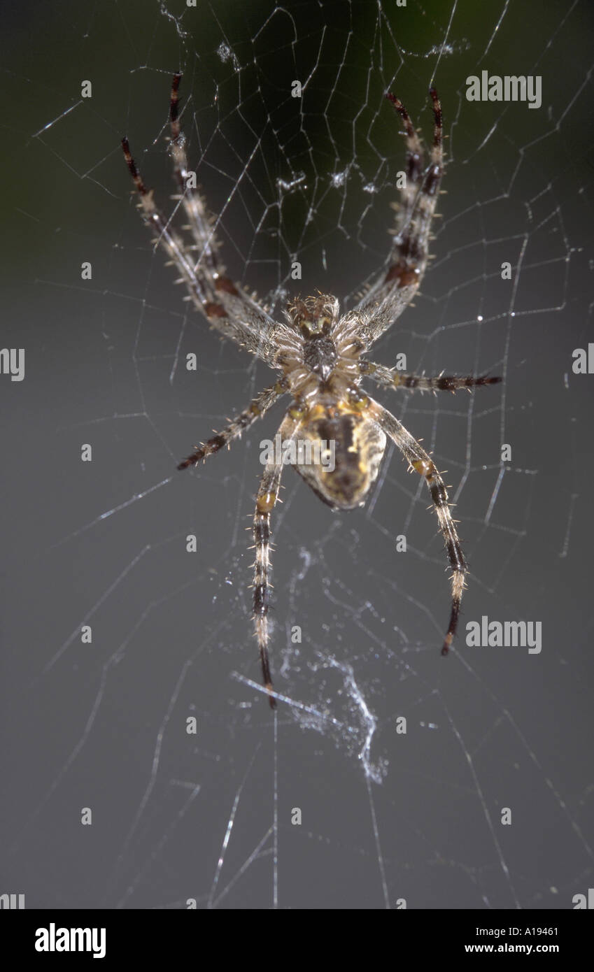 Close up of a spider guarding its web Stock Photo - Alamy