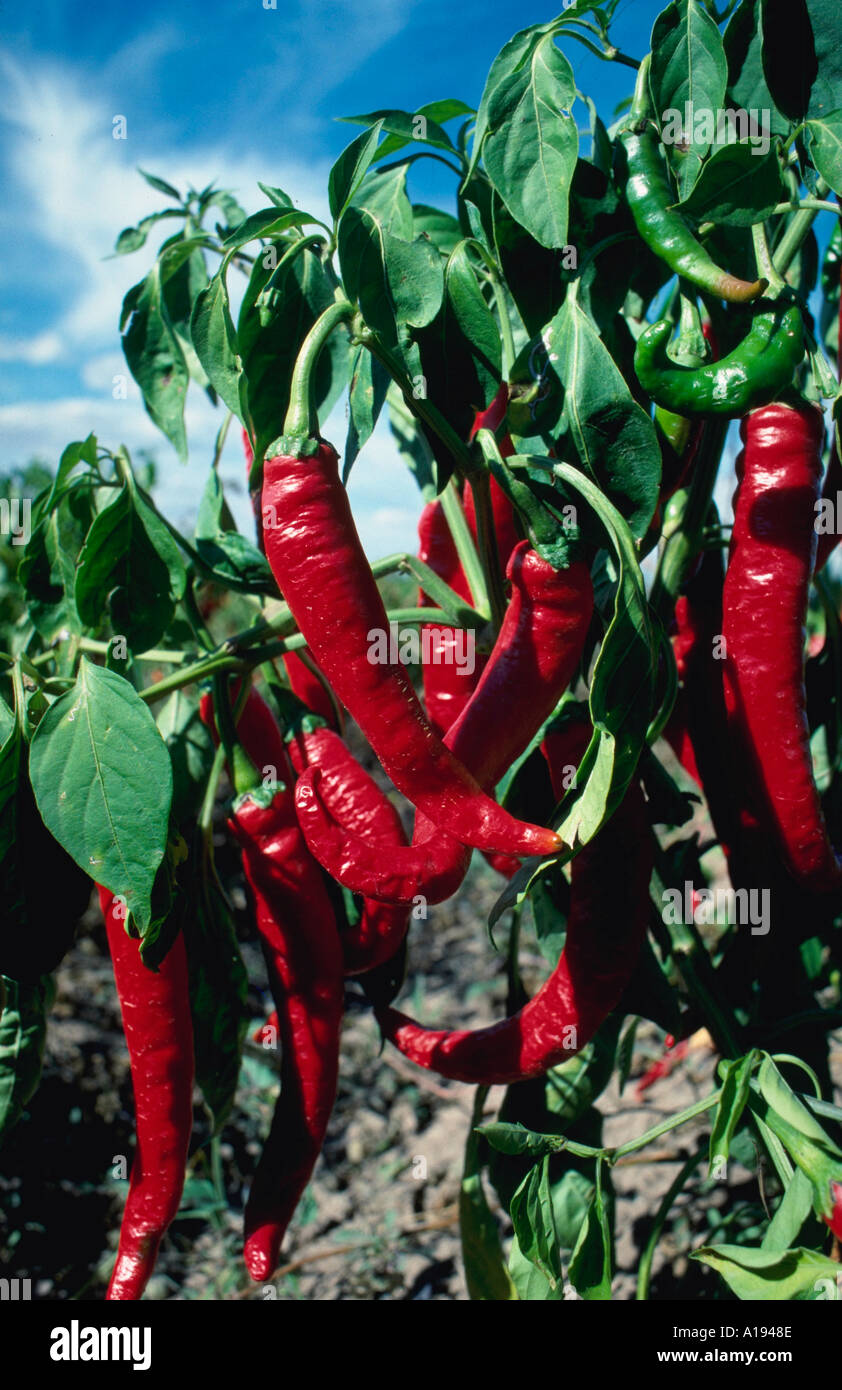 Chili pepper fields hi-res stock photography and images - Alamy