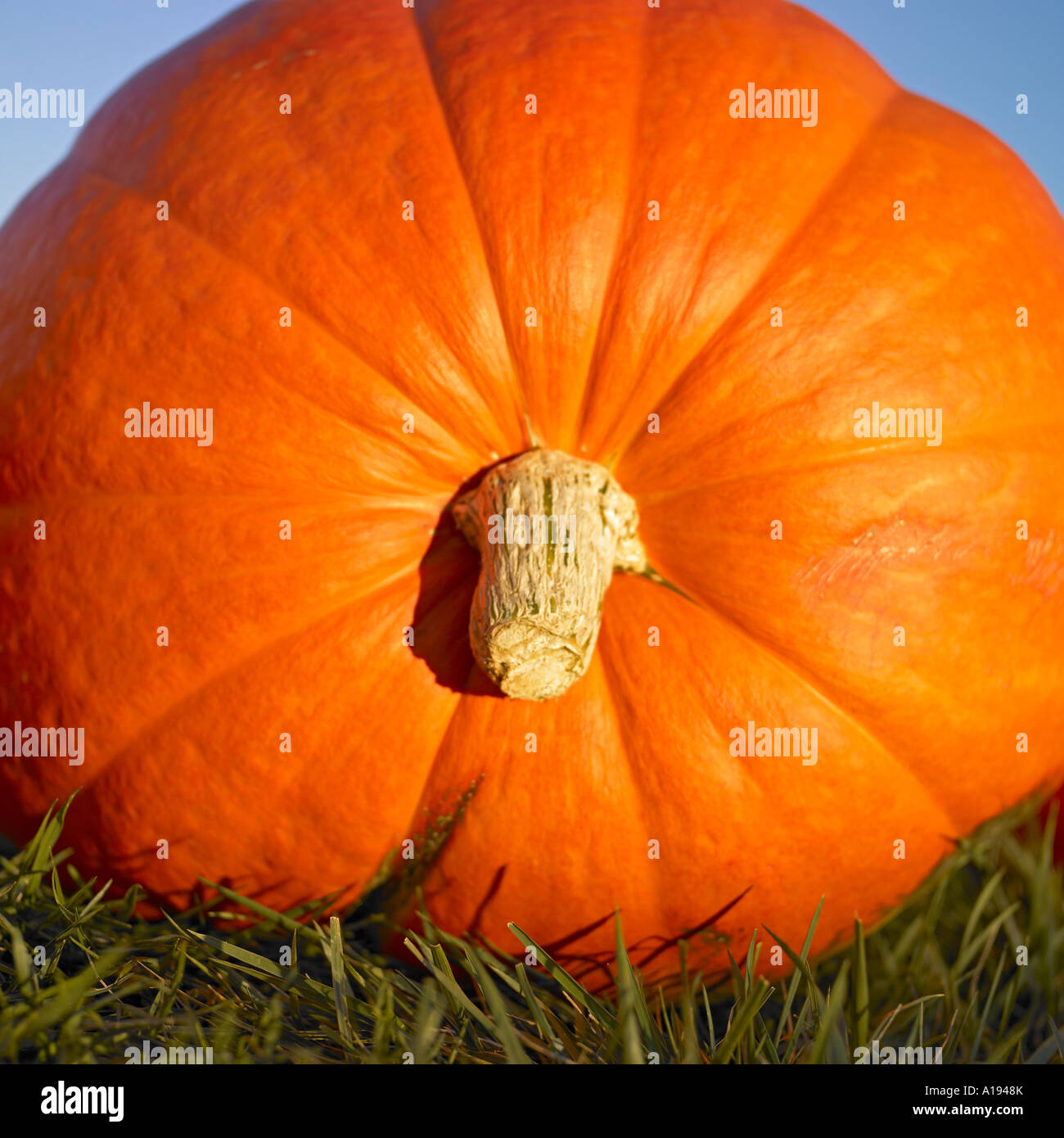 A close-up of pumpkin Stock Photo - Alamy