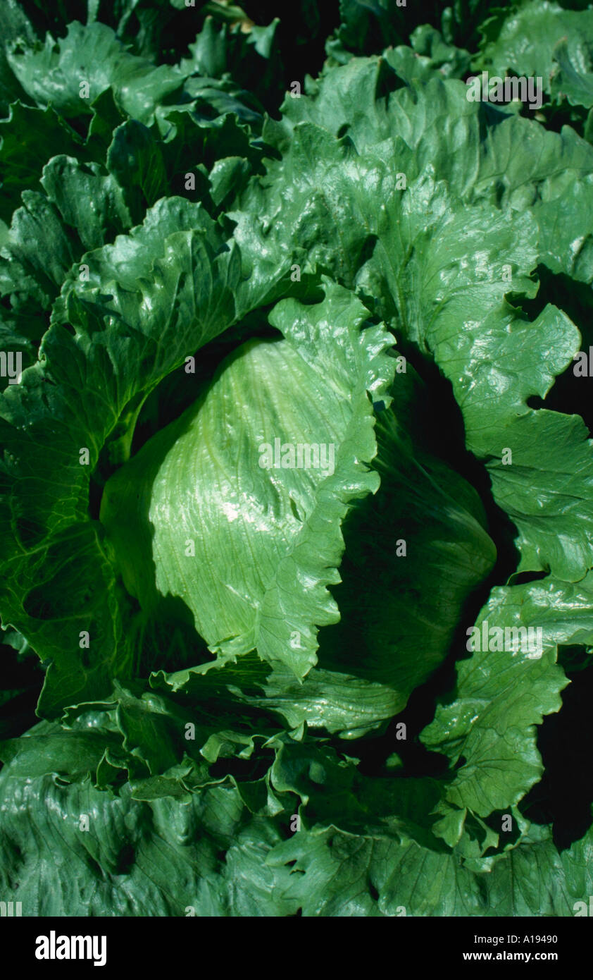lettuce in field CA Stock Photo - Alamy