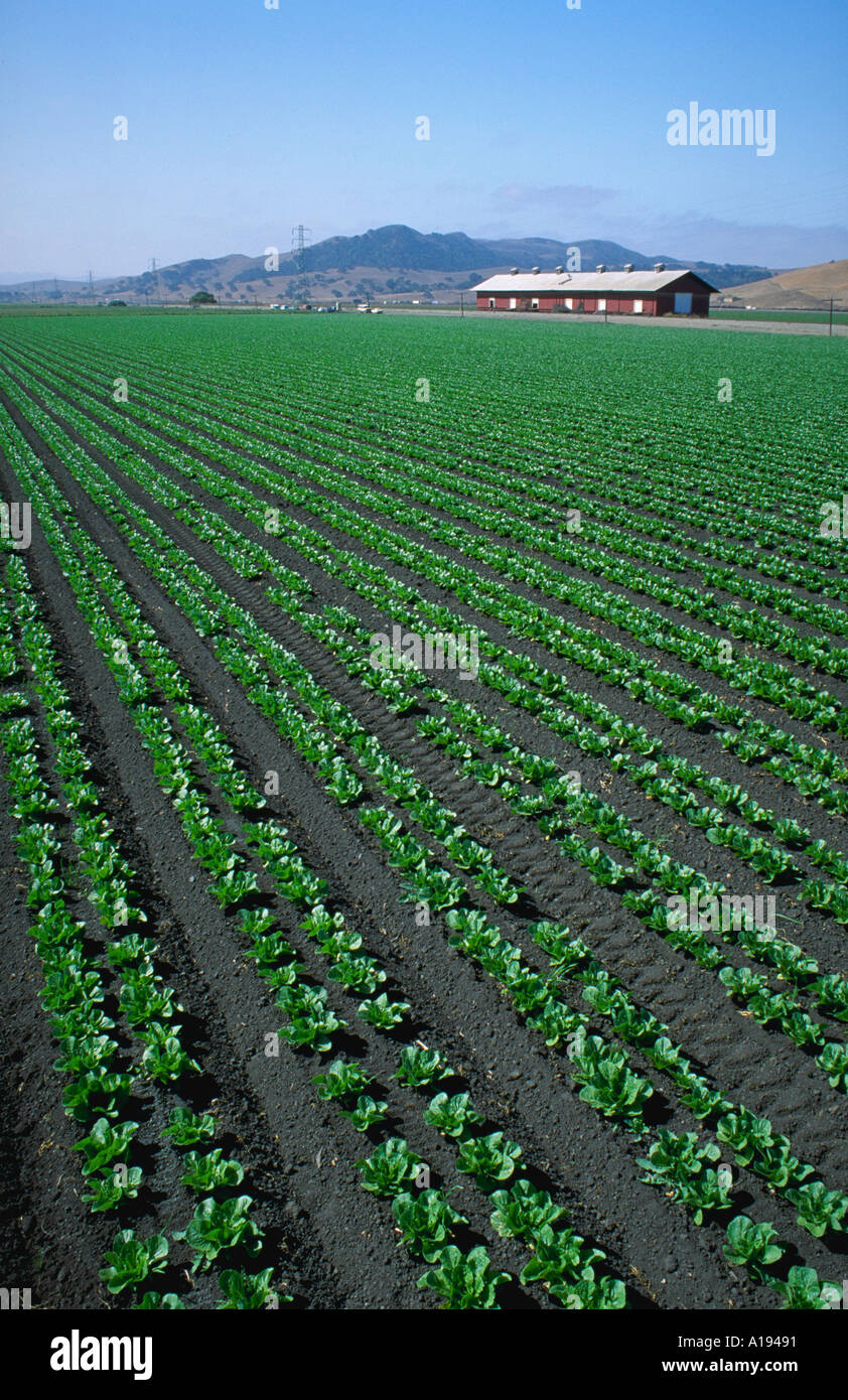 lettuce field CA Stock Photo - Alamy