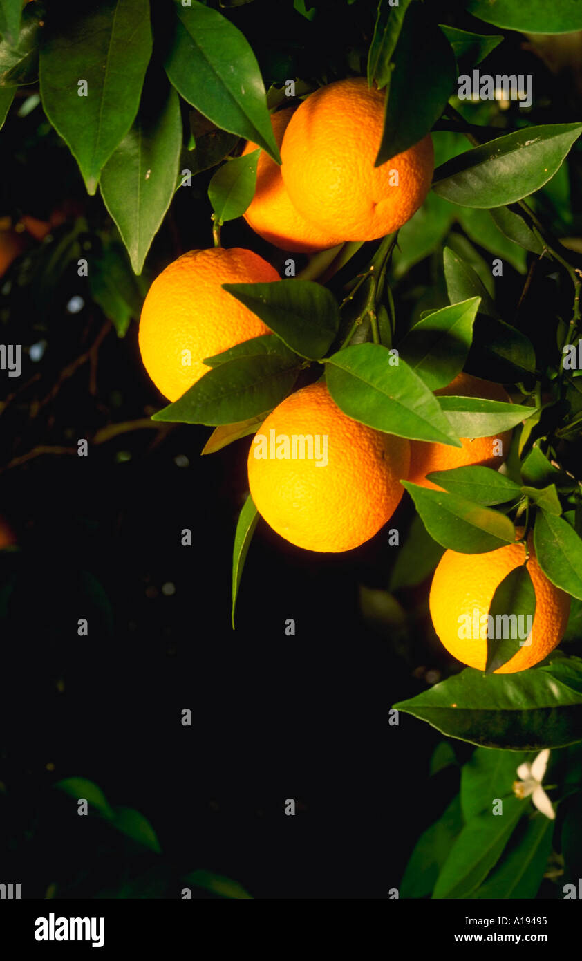 Citrus farm,ca hi-res stock photography and images - Alamy