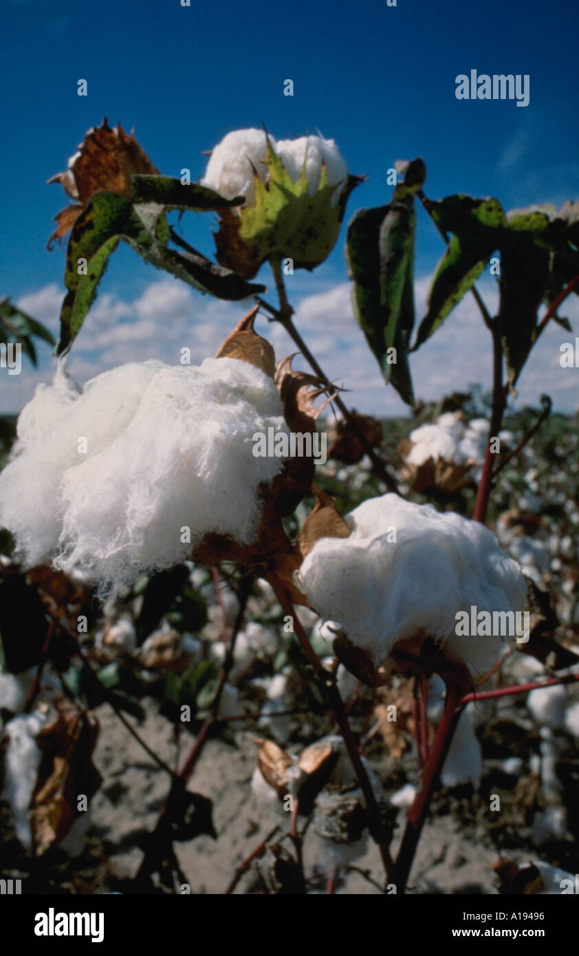 Cotton bole hi-res stock photography and images - Alamy