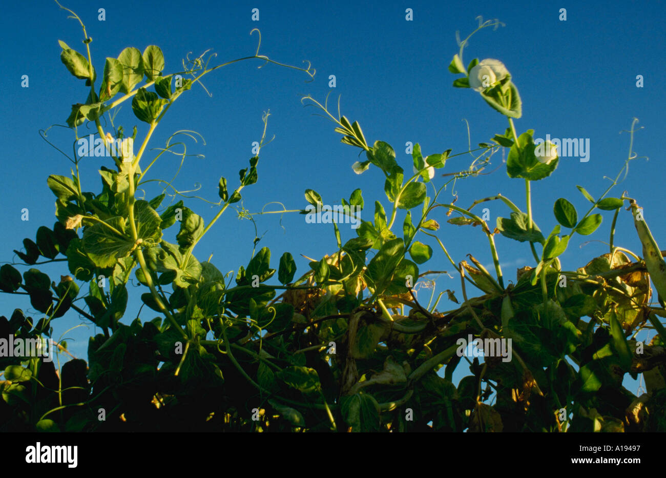 beans growing in field CA Stock Photo - Alamy