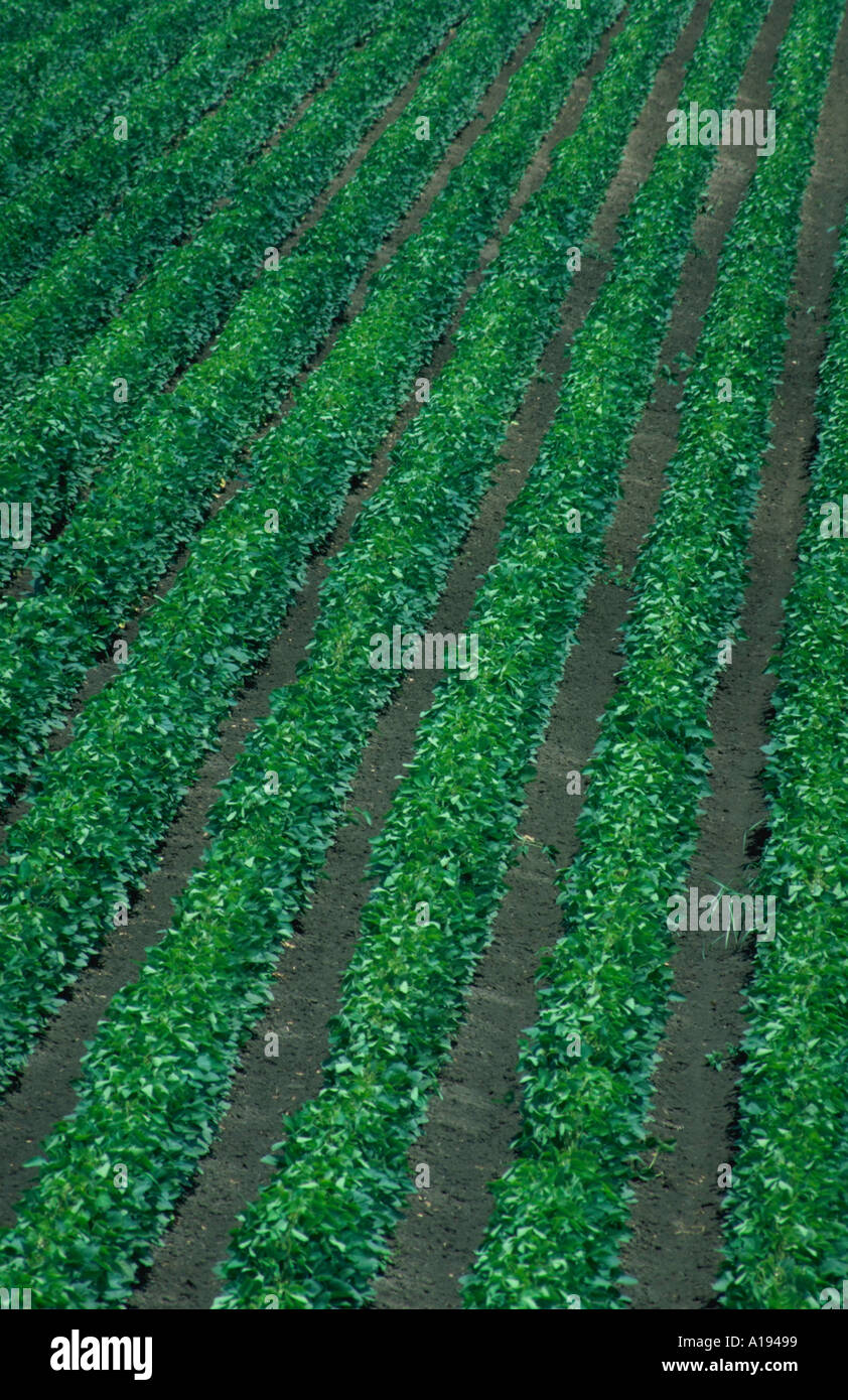 Soy bean farms hi-res stock photography and images - Alamy
