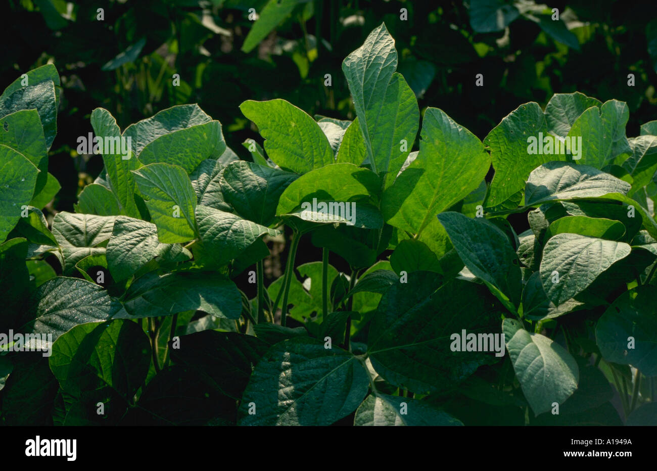 soybeans in field NC Stock Photo - Alamy