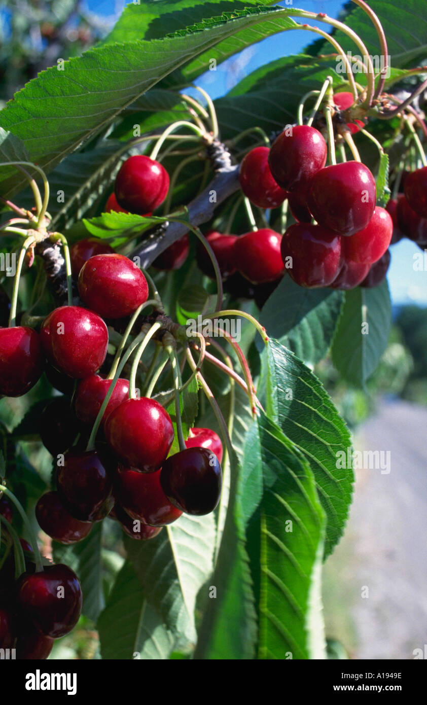 Cherry tree agriculture farm farming california hi-res stock ...
