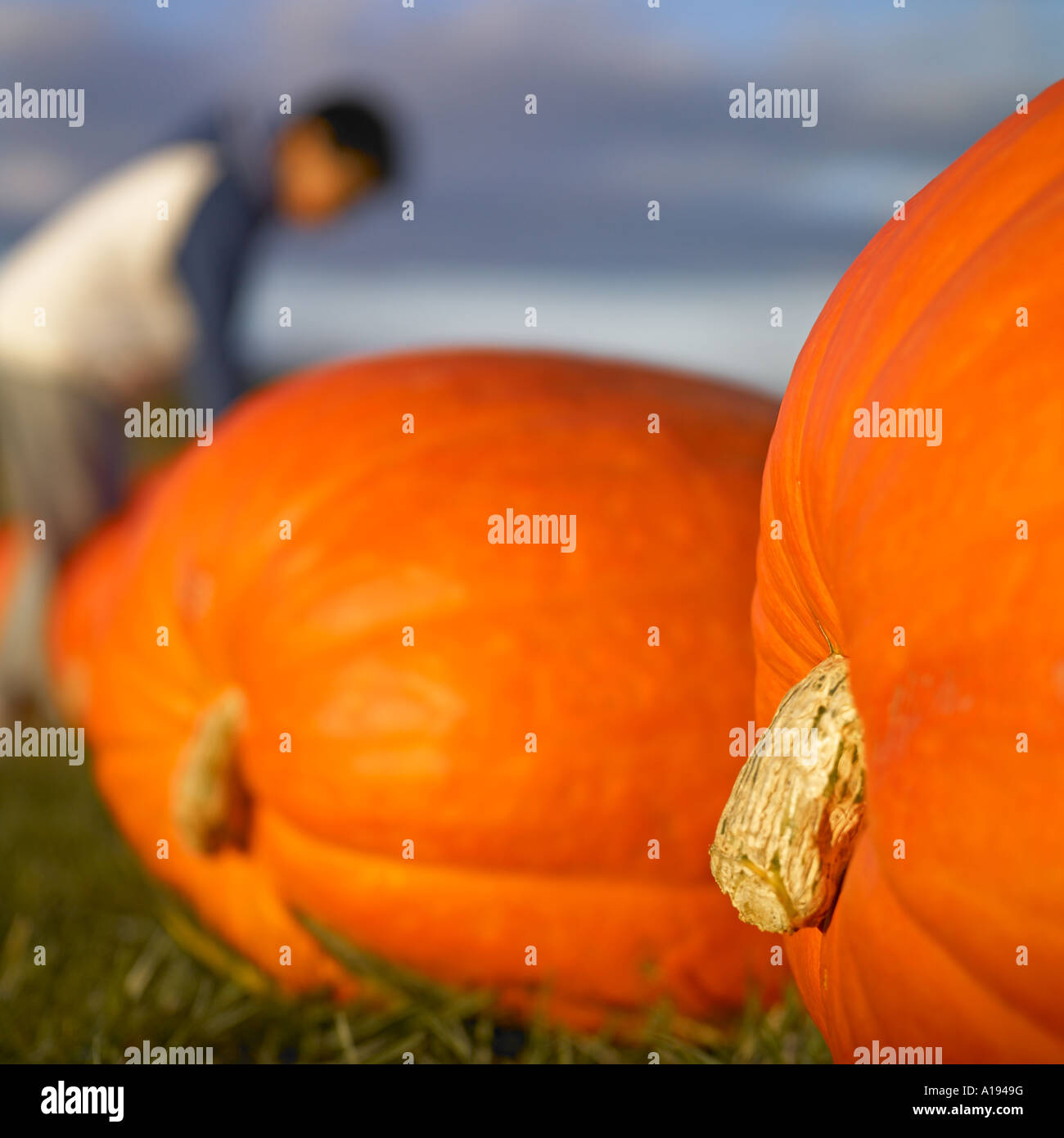 A close-up of two pumpkins Stock Photo - Alamy