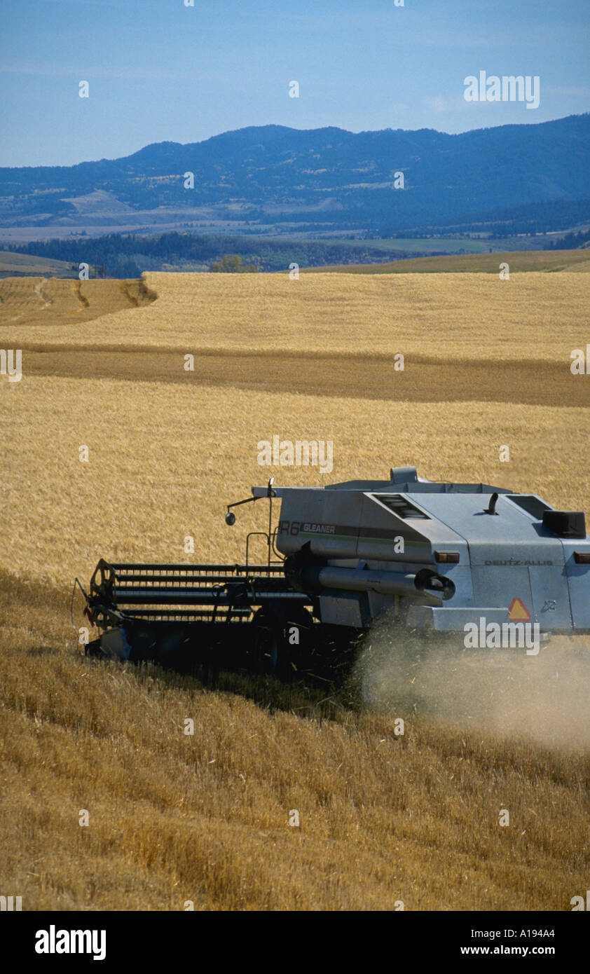 wheat harvest ID Stock Photo - Alamy