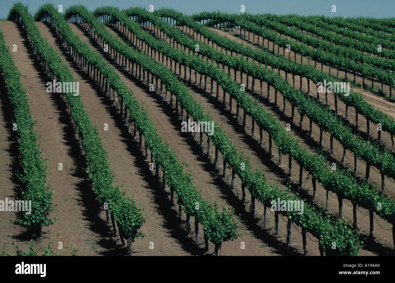 vineyard rows CA Stock Photo - Alamy