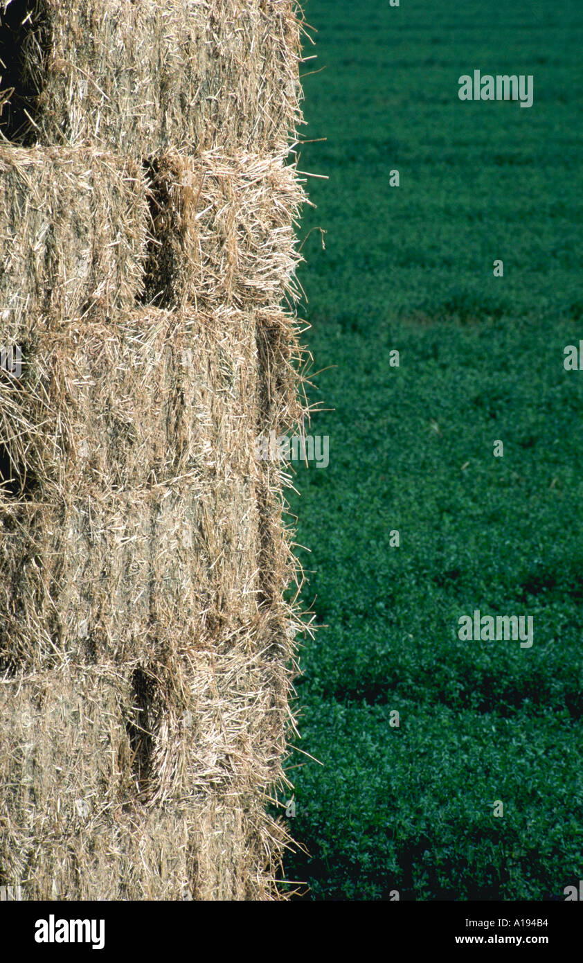alfalfa hay stacked bales Stock Photo - Alamy