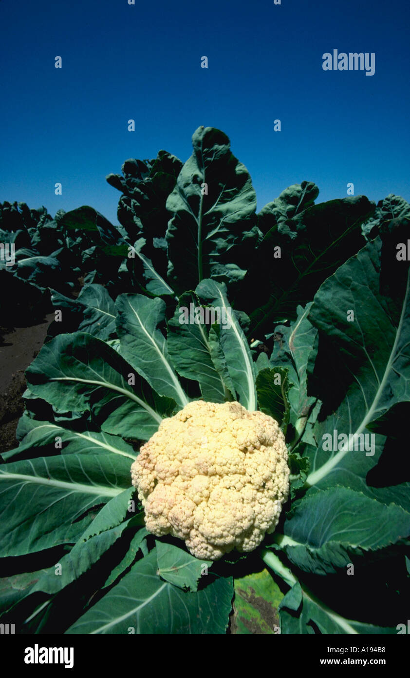 Farming california cauliflower hi-res stock photography and images - Alamy
