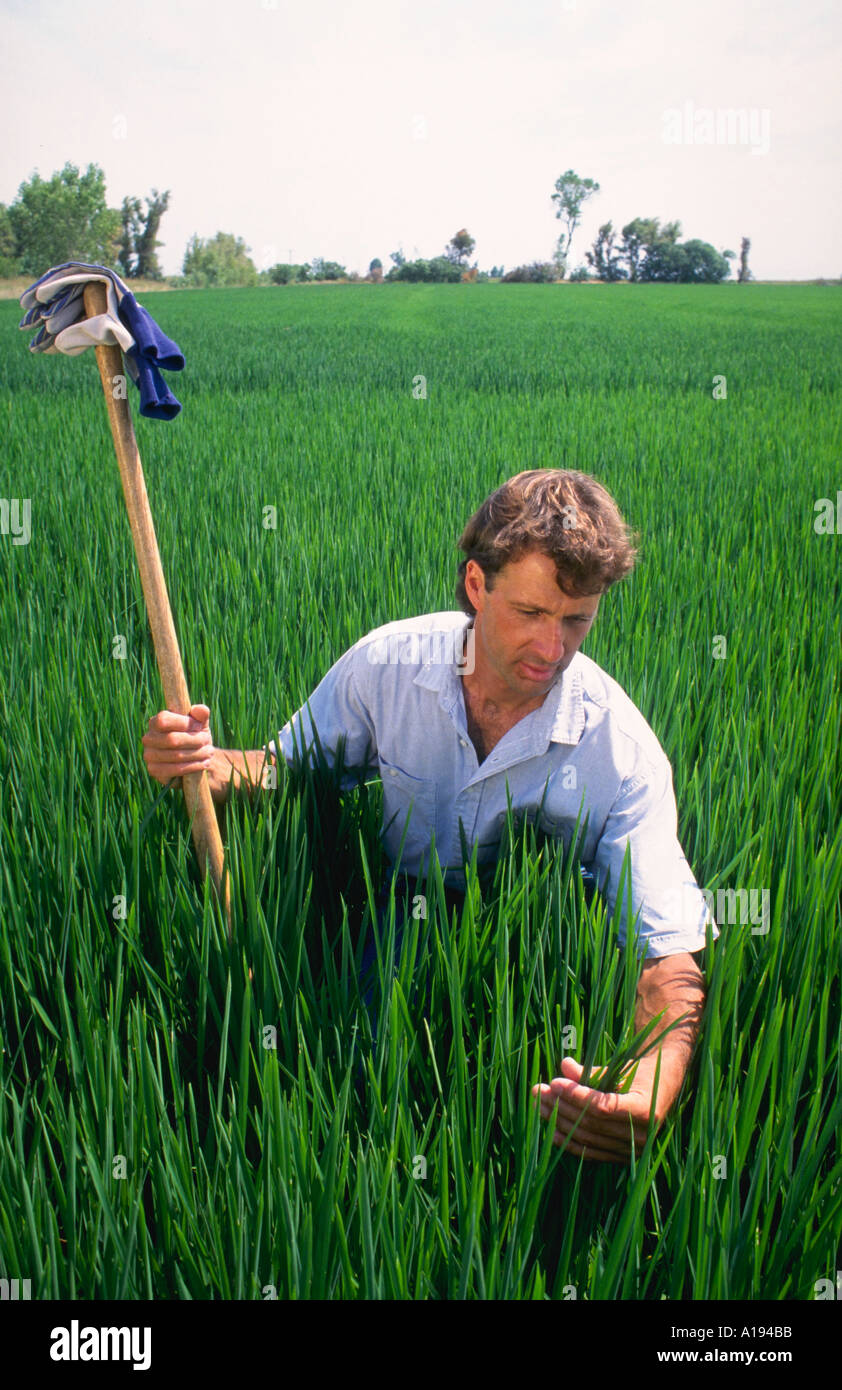young farmer inspecting rice field CA Stock Photo - Alamy