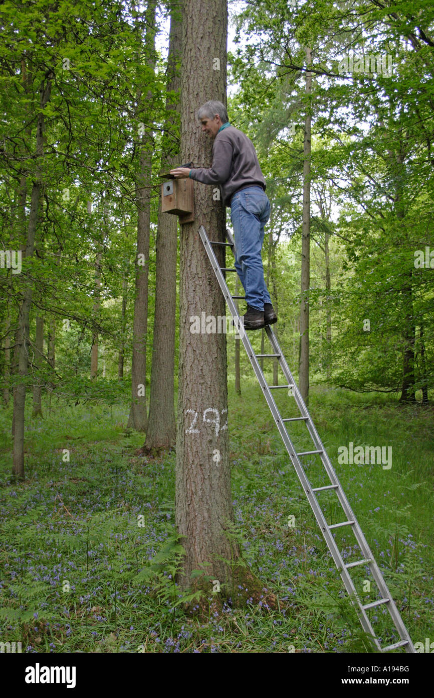 Checking nest boxes at Nagshead RSPB bird Reserve Stock Photo - Alamy