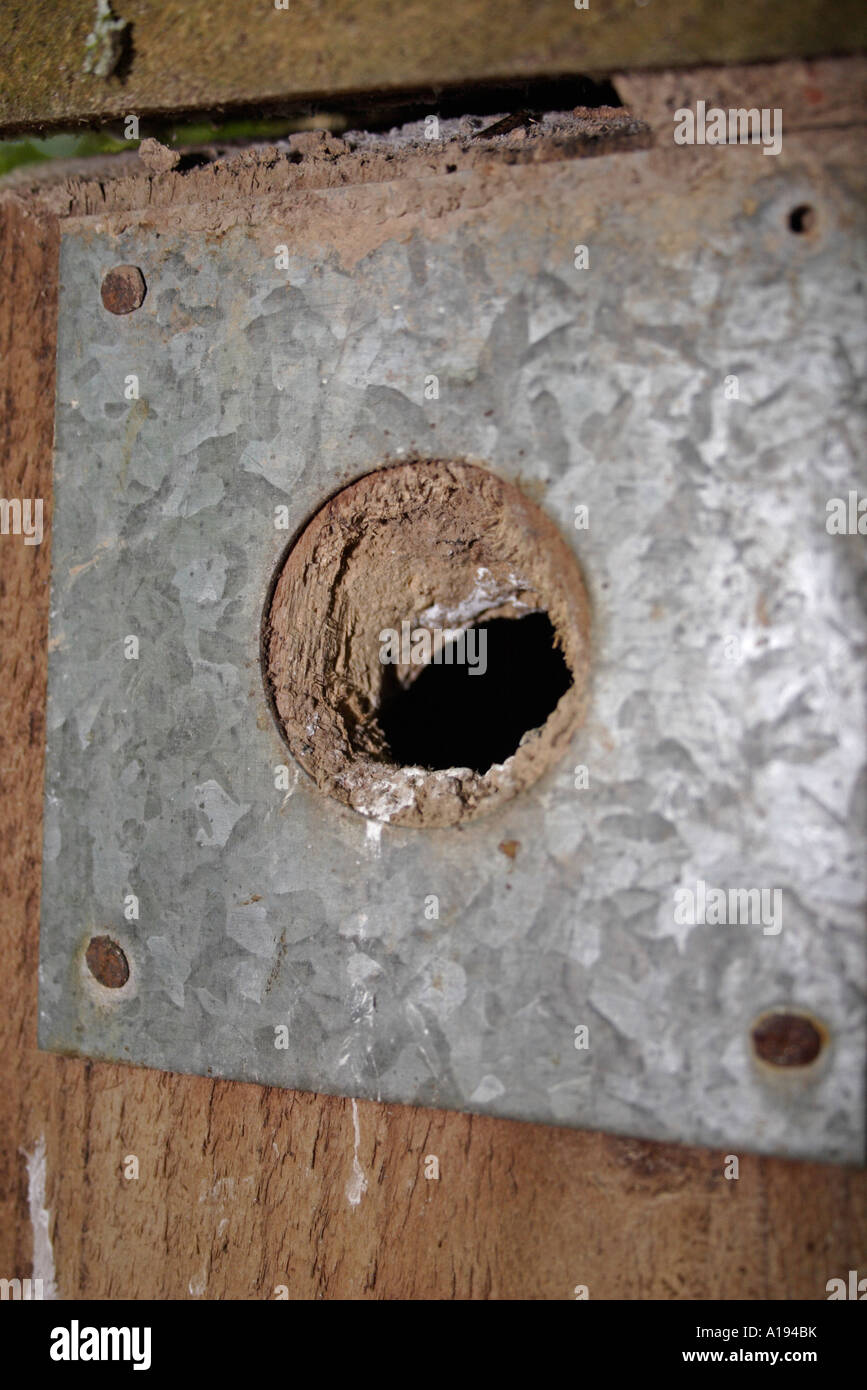 Nest box Entrance to a Nuthatch nest Stock Photo - Alamy