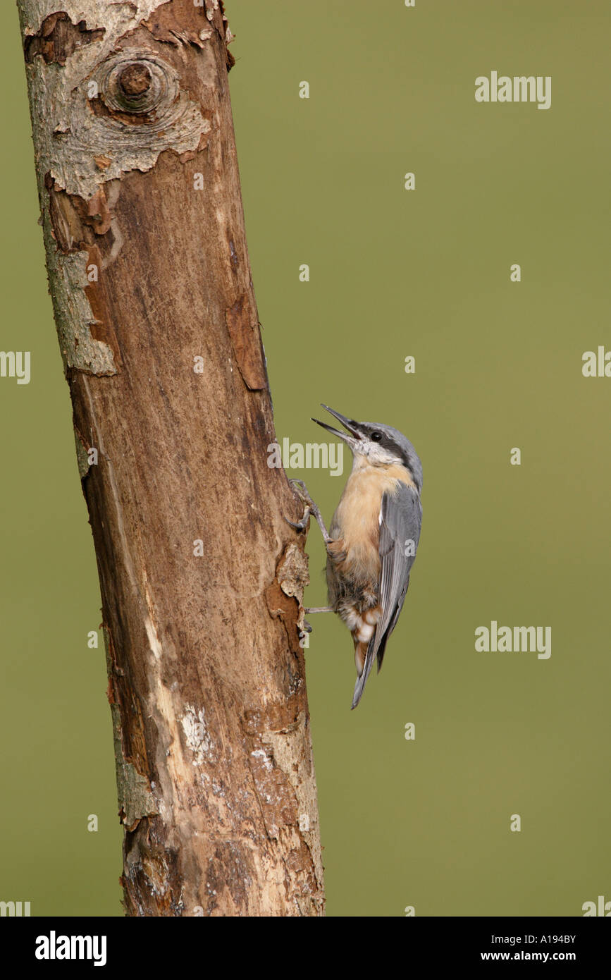 Nuthatch in nature hi-res stock photography and images - Alamy