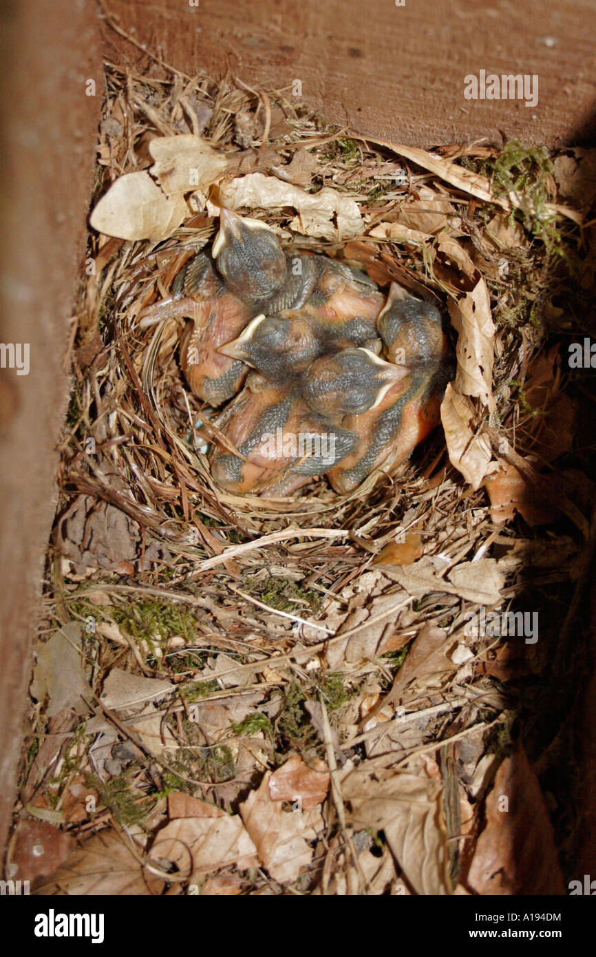 Nest in a nest box of a pied Flycatcher containing young Stock Photo ...