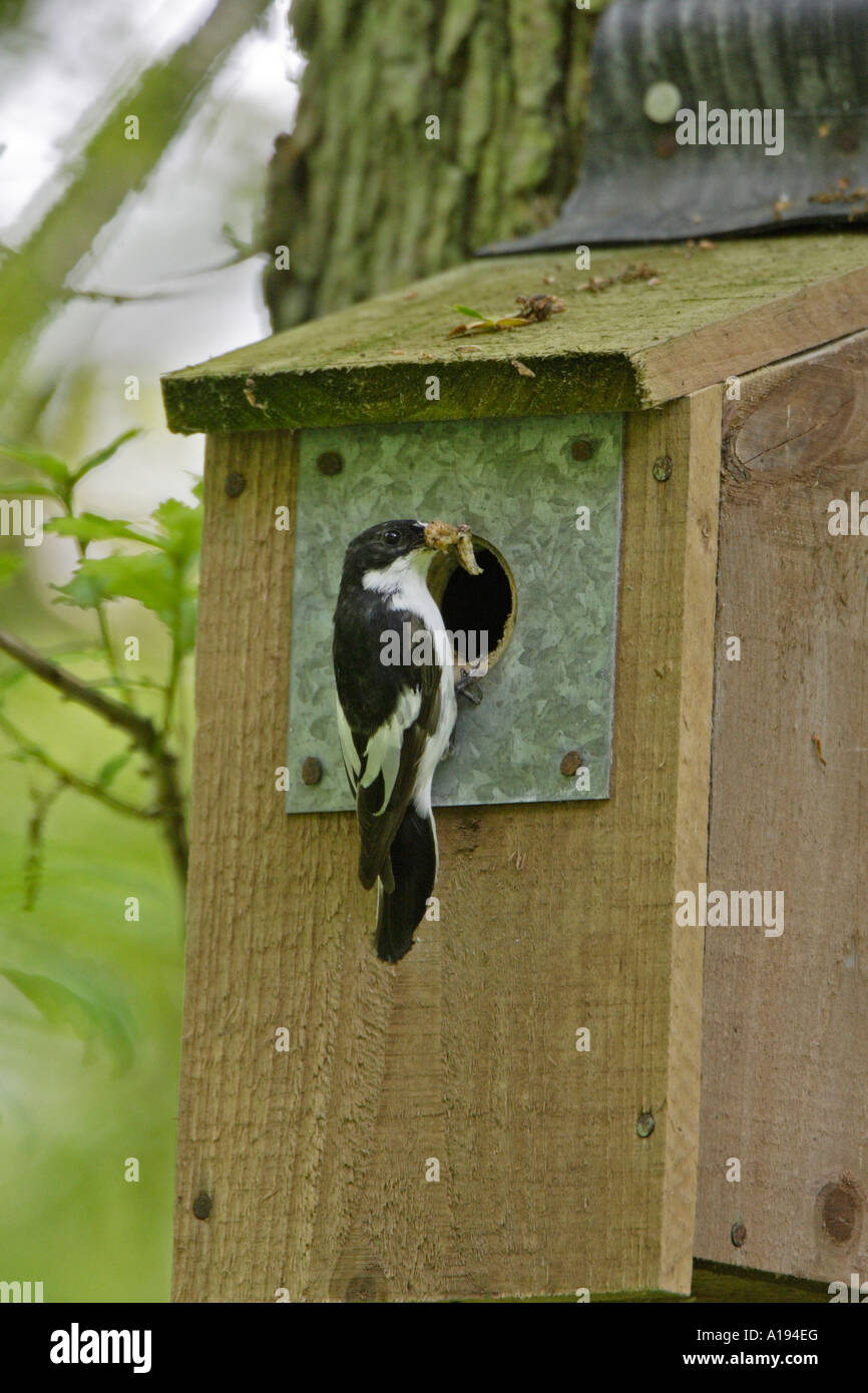 Male Pied Flycatcher with food on nest box Stock Photo - Alamy