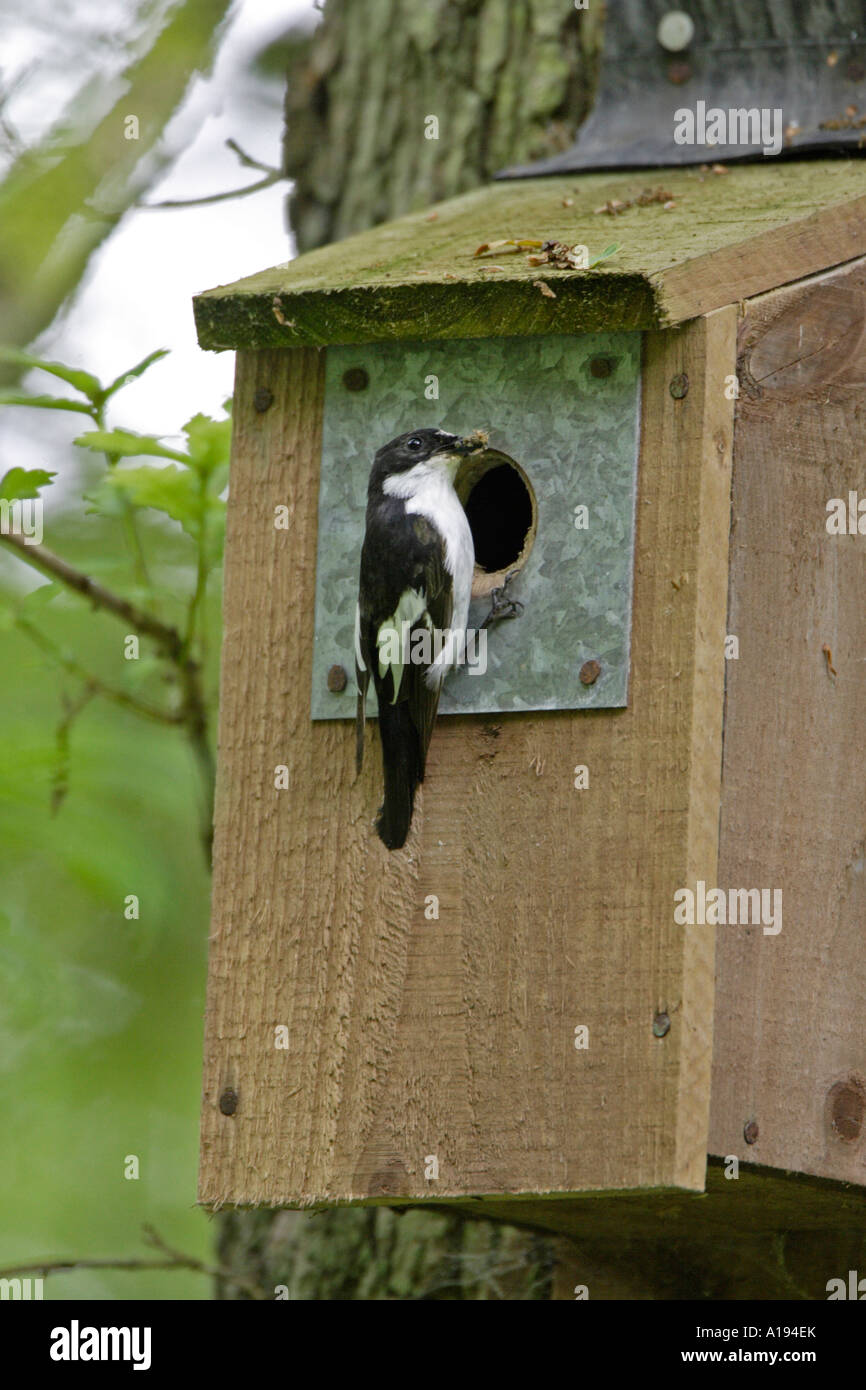 Male Pied Flycatcher with food on nest box Stock Photo - Alamy