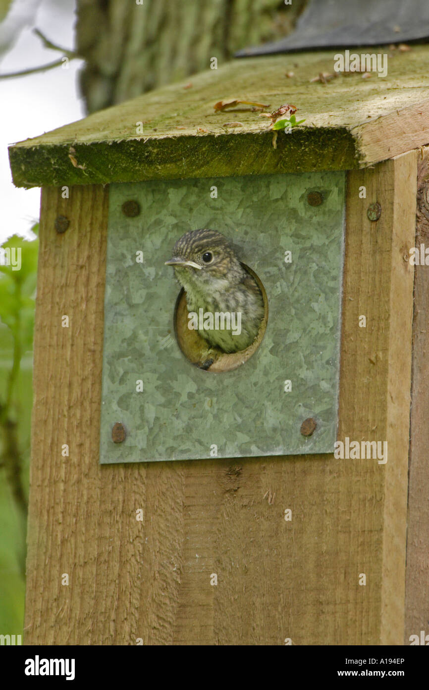 Young Pied Flycatcher emerging from nest box Stock Photo - Alamy
