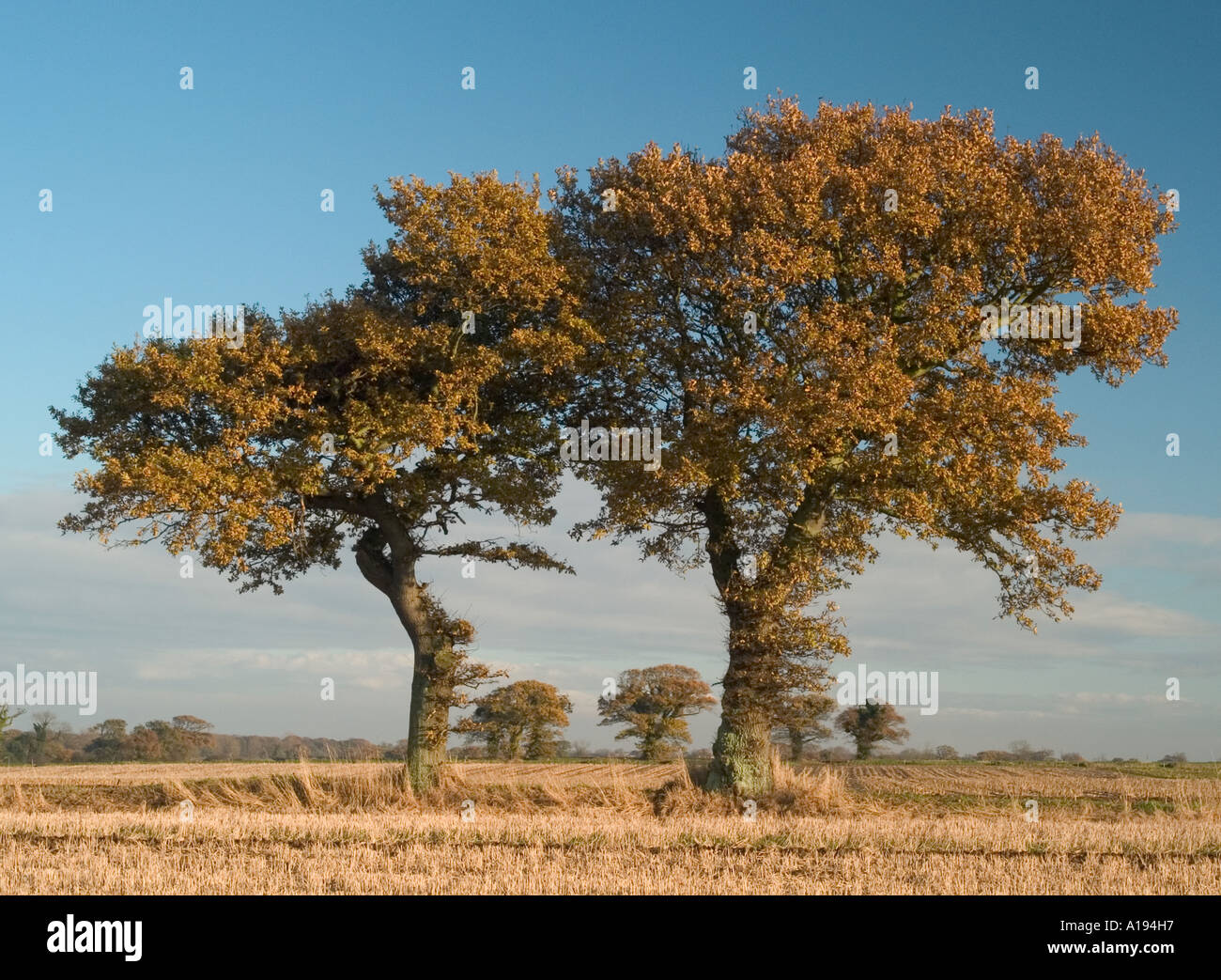 AUTUMN SCENE OF STUBBLE FIELD WITH OAK TREES NEAR INGHAM, NORFOLK, EAST ...