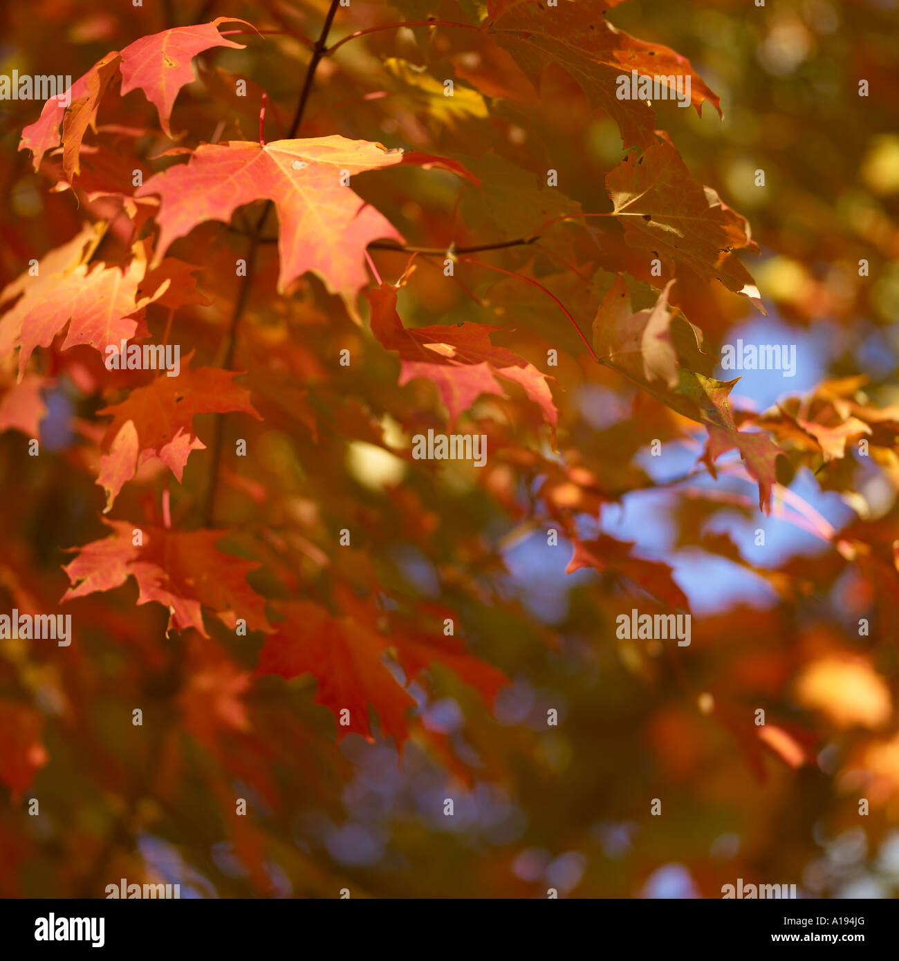 Burning maple leaves hi-res stock photography and images - Alamy