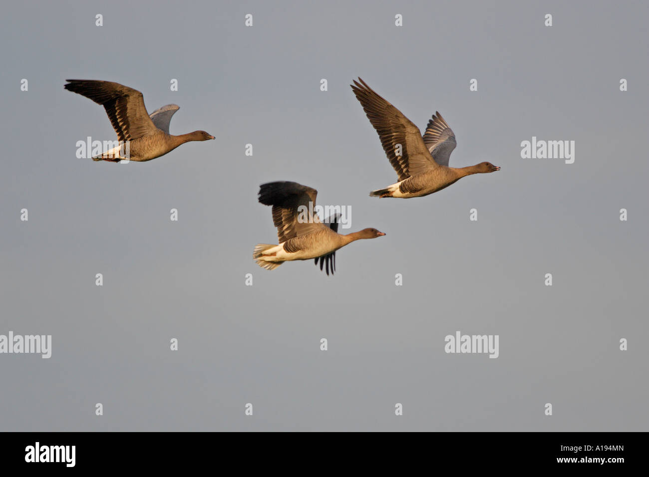 Three Pink footed Geese flying Stock Photo - Alamy