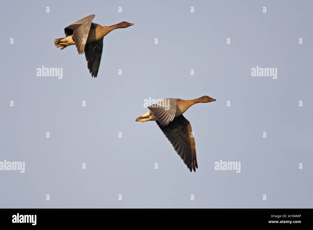 Two Pink footed Geese flying Stock Photo - Alamy