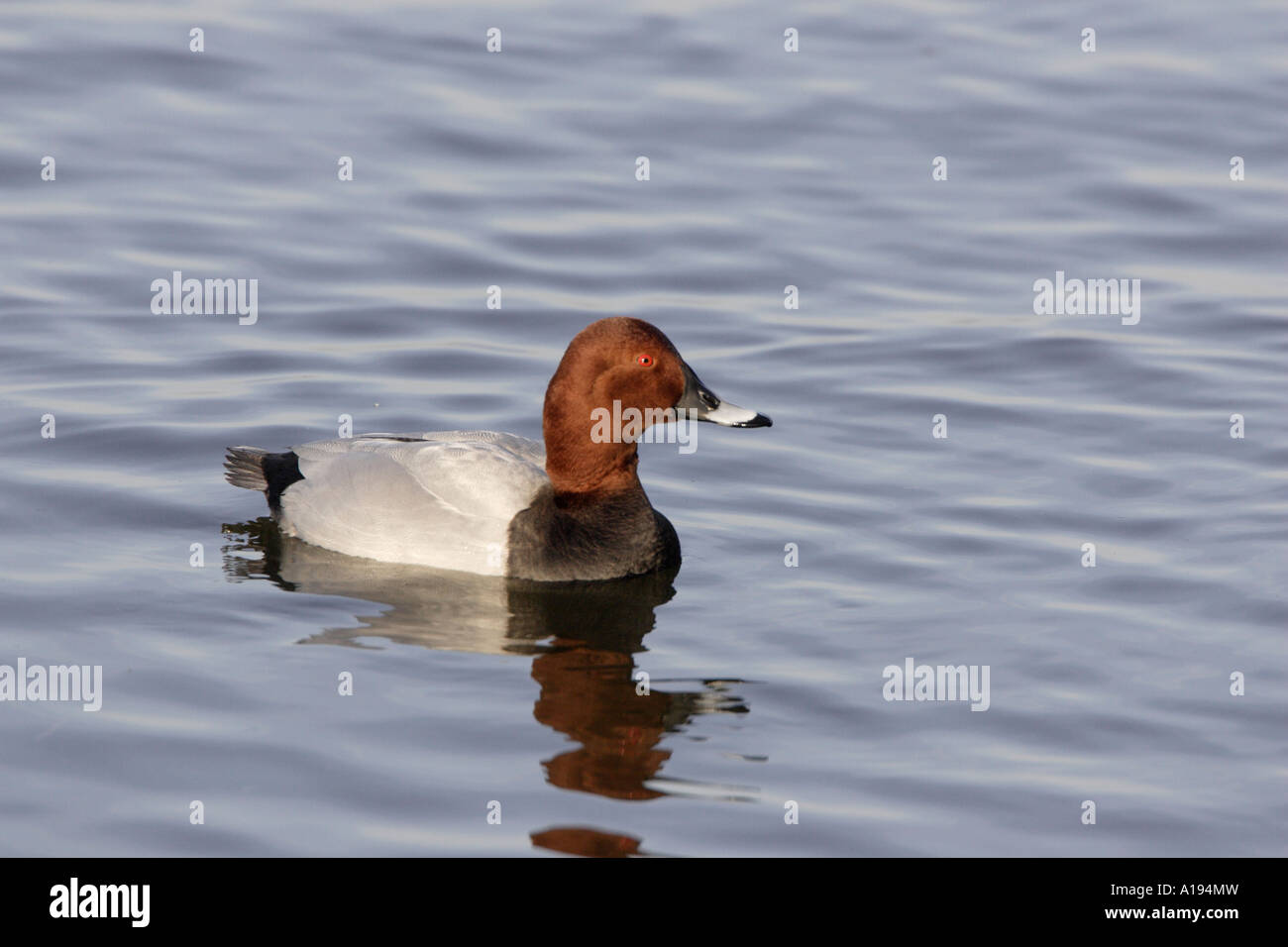 Male Pochard Duck swimming Stock Photo - Alamy