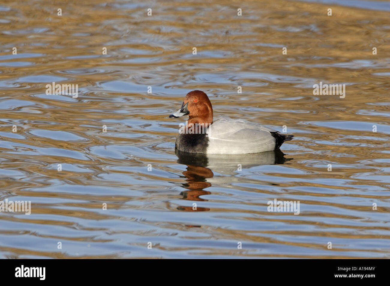 Male Pochard duck swimming Stock Photo - Alamy