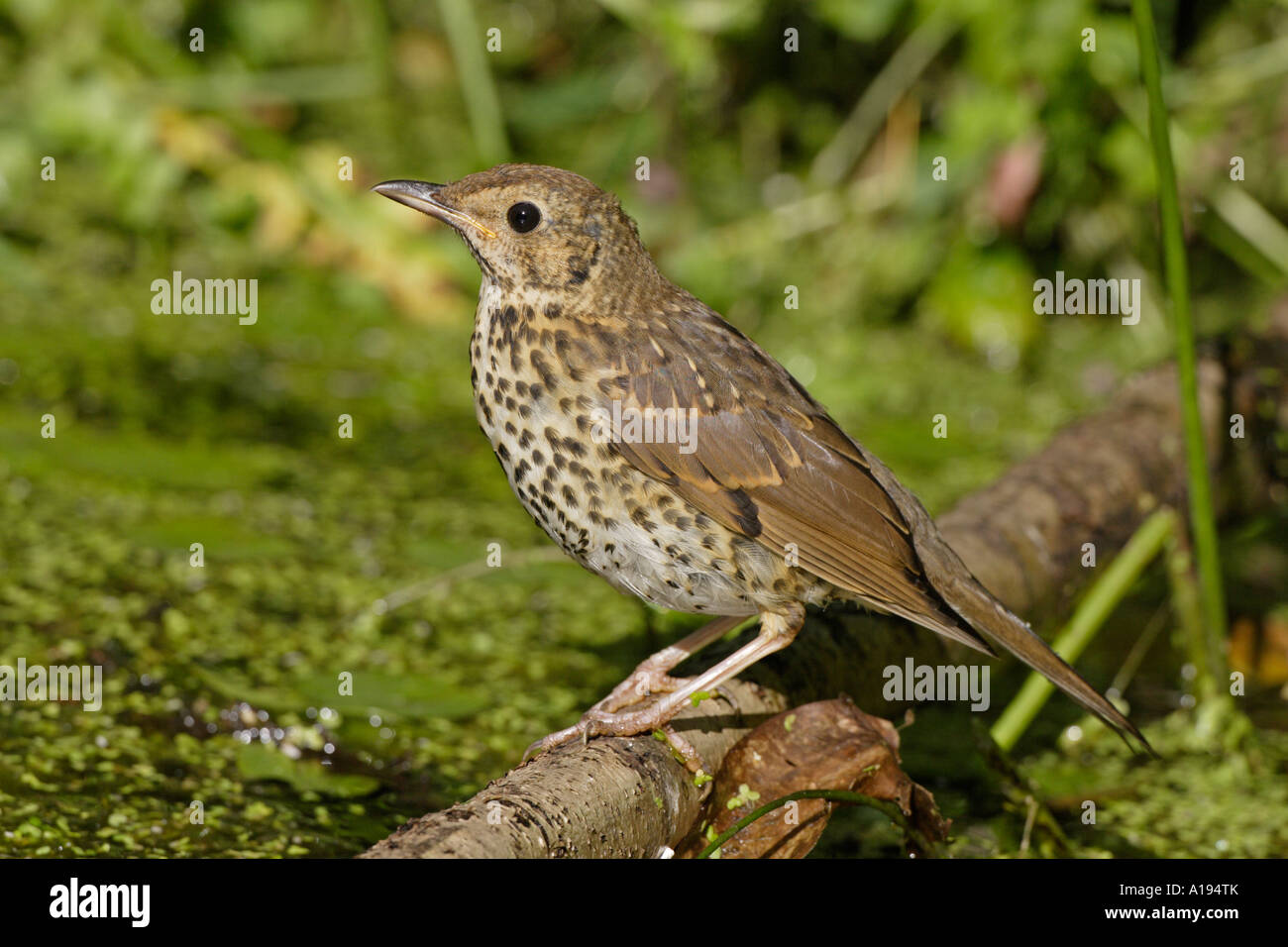 Wet thrush hi-res stock photography and images - Alamy