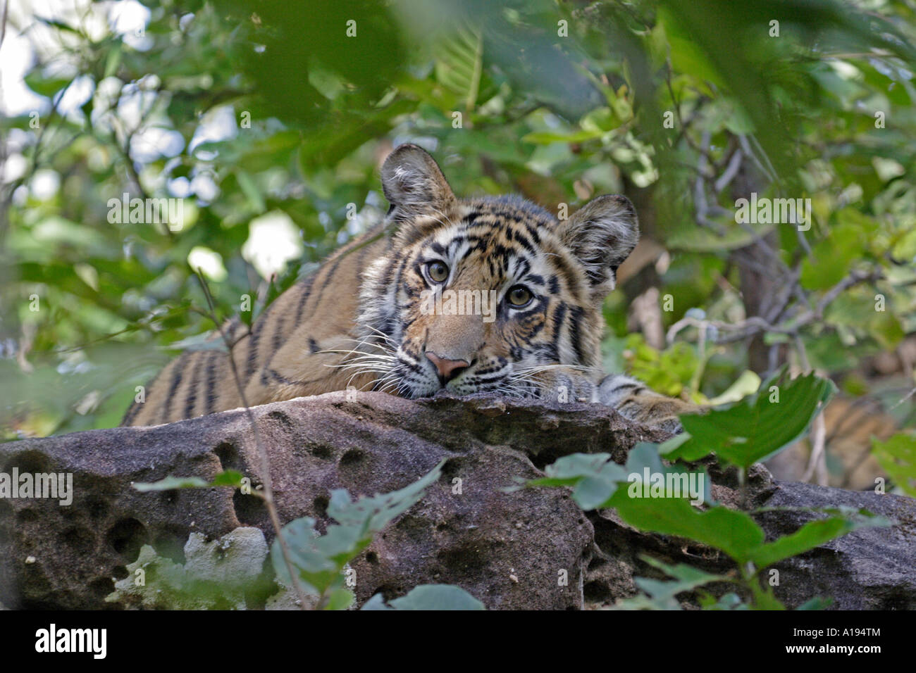 Tiger Cub resting on rocks Stock Photo - Alamy