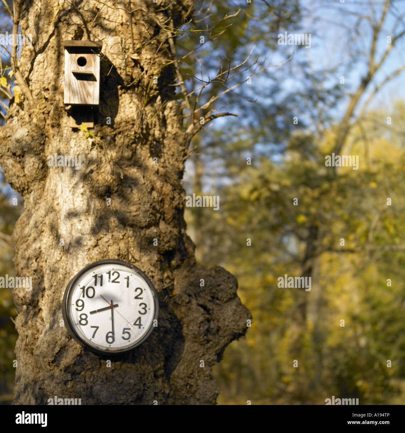 A bird house and a clock hanging off a tree Stock Photo - Alamy