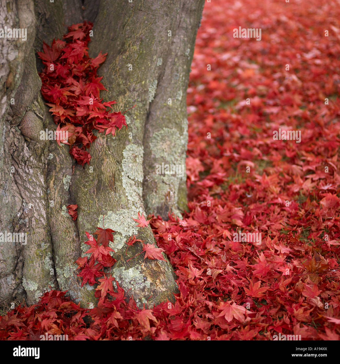 Red maple leaves Stock Photo - Alamy