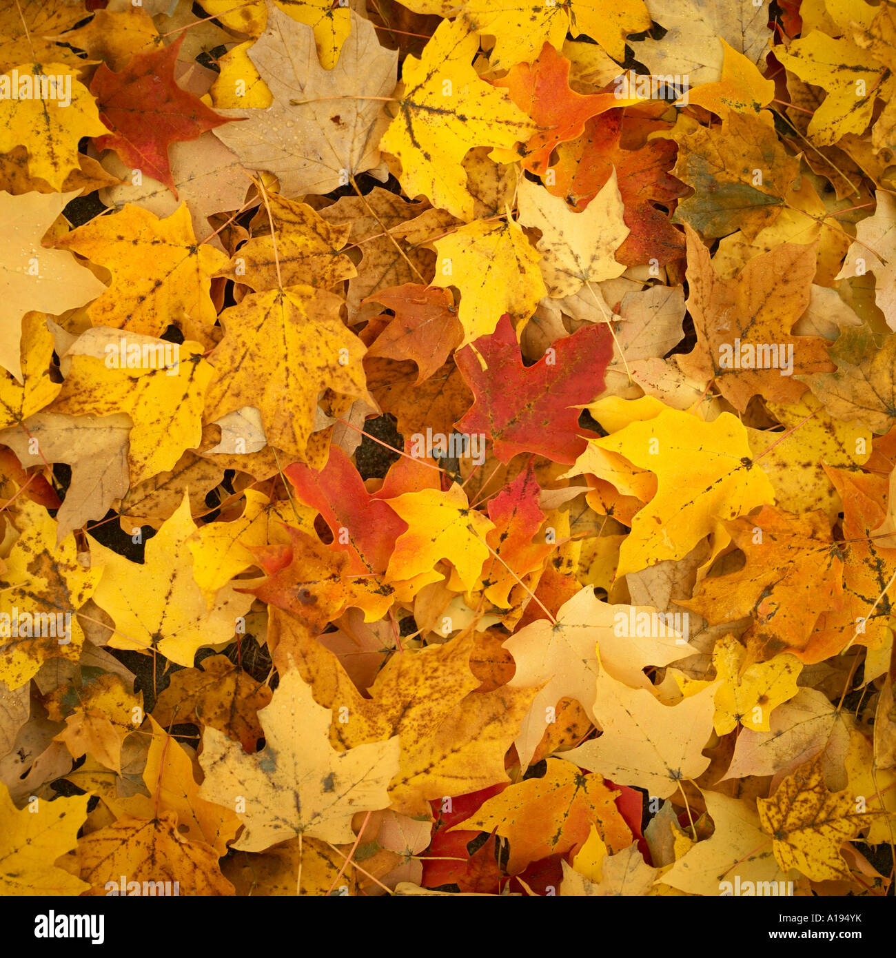 Yellow maple leaves Stock Photo - Alamy