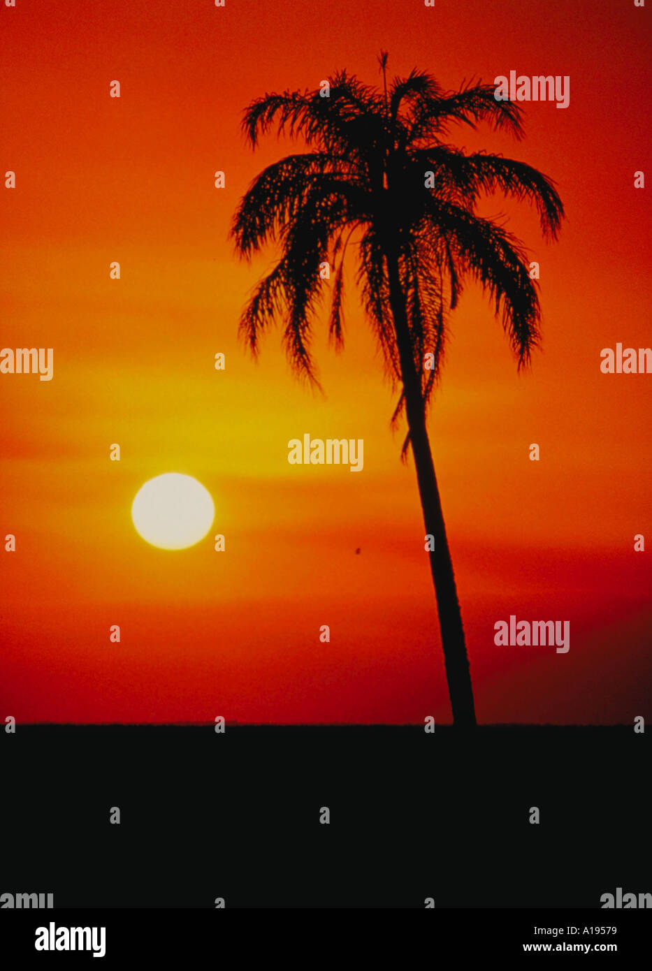 Silhouette of palm tree and sunset Stock Photo - Alamy