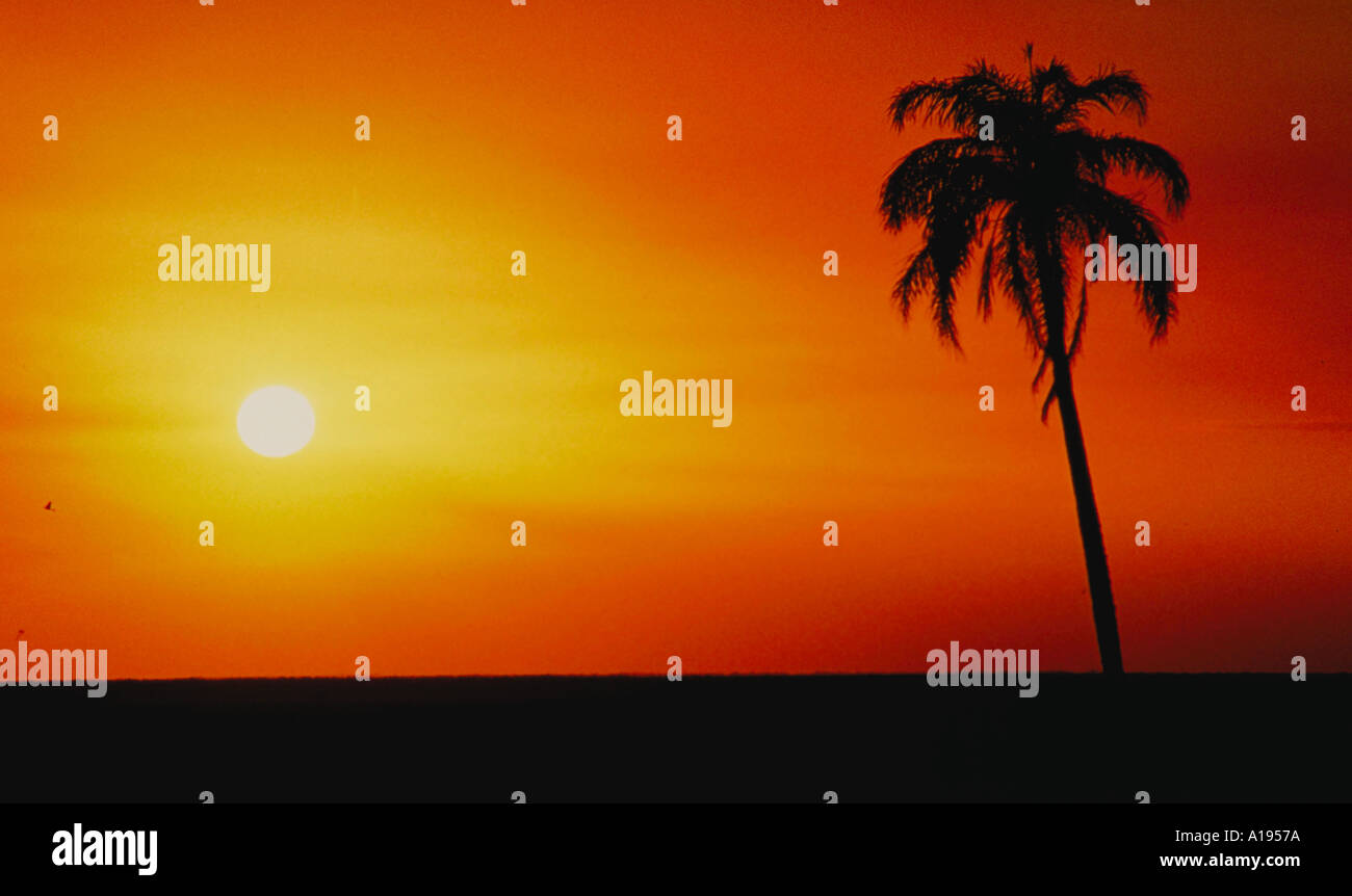 Silhouette of palm tree and sunset Stock Photo - Alamy