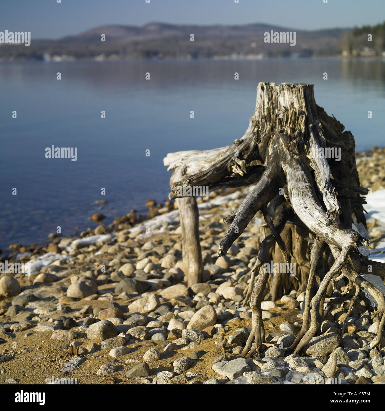Washed tree remains hi-res stock photography and images - Alamy