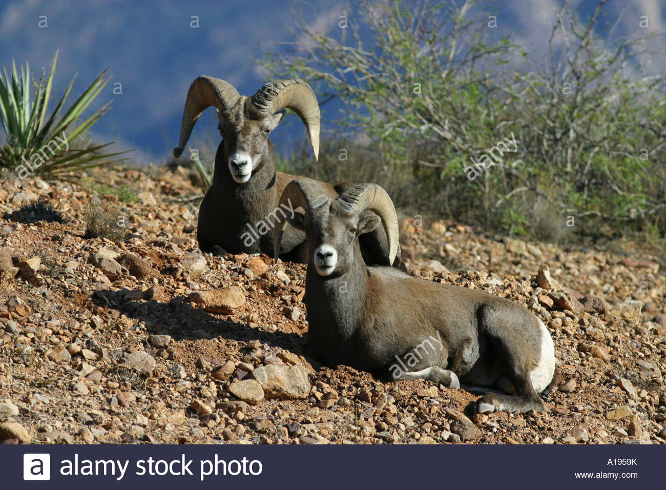 Bighorn Sheep Ram Lying Down Stock Photos & Bighorn Sheep Ram Lying ...