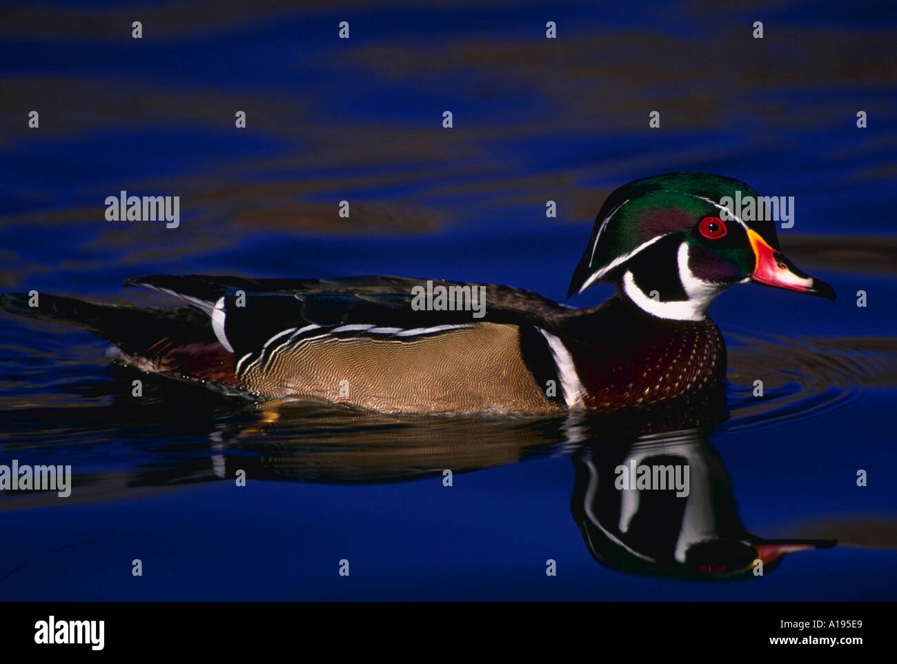 Conserve of duck hi-res stock photography and images - Alamy
