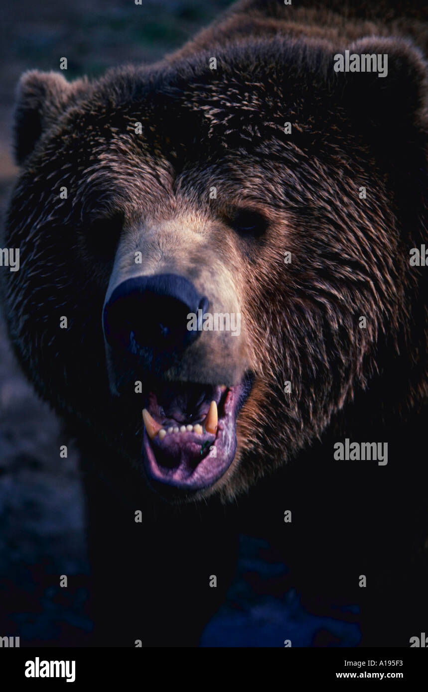 Close up grizzly bear growling hi-res stock photography and images - Alamy