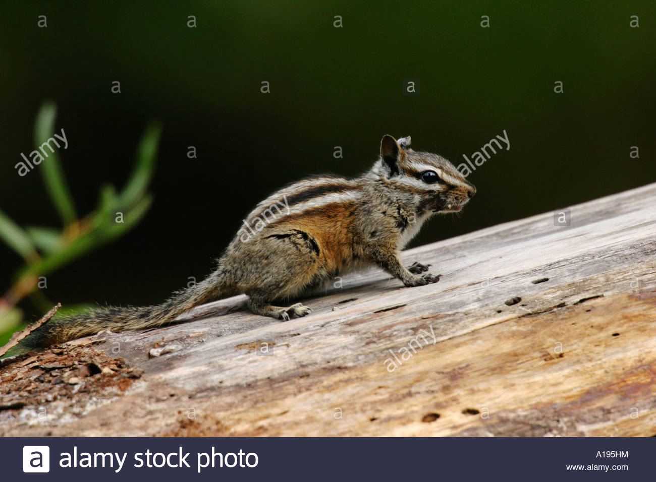Gray Chipmunk High Resolution Stock Photography and Images - Alamy